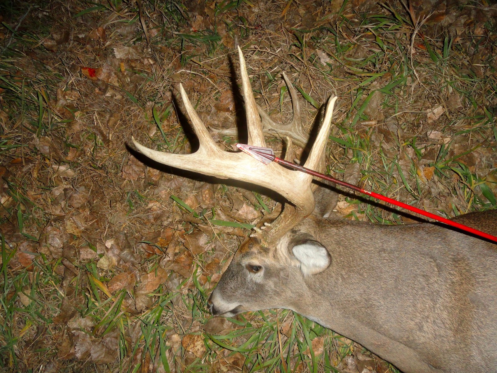 RMSGear Blog: A few weeks with Cutthroat Broadheads