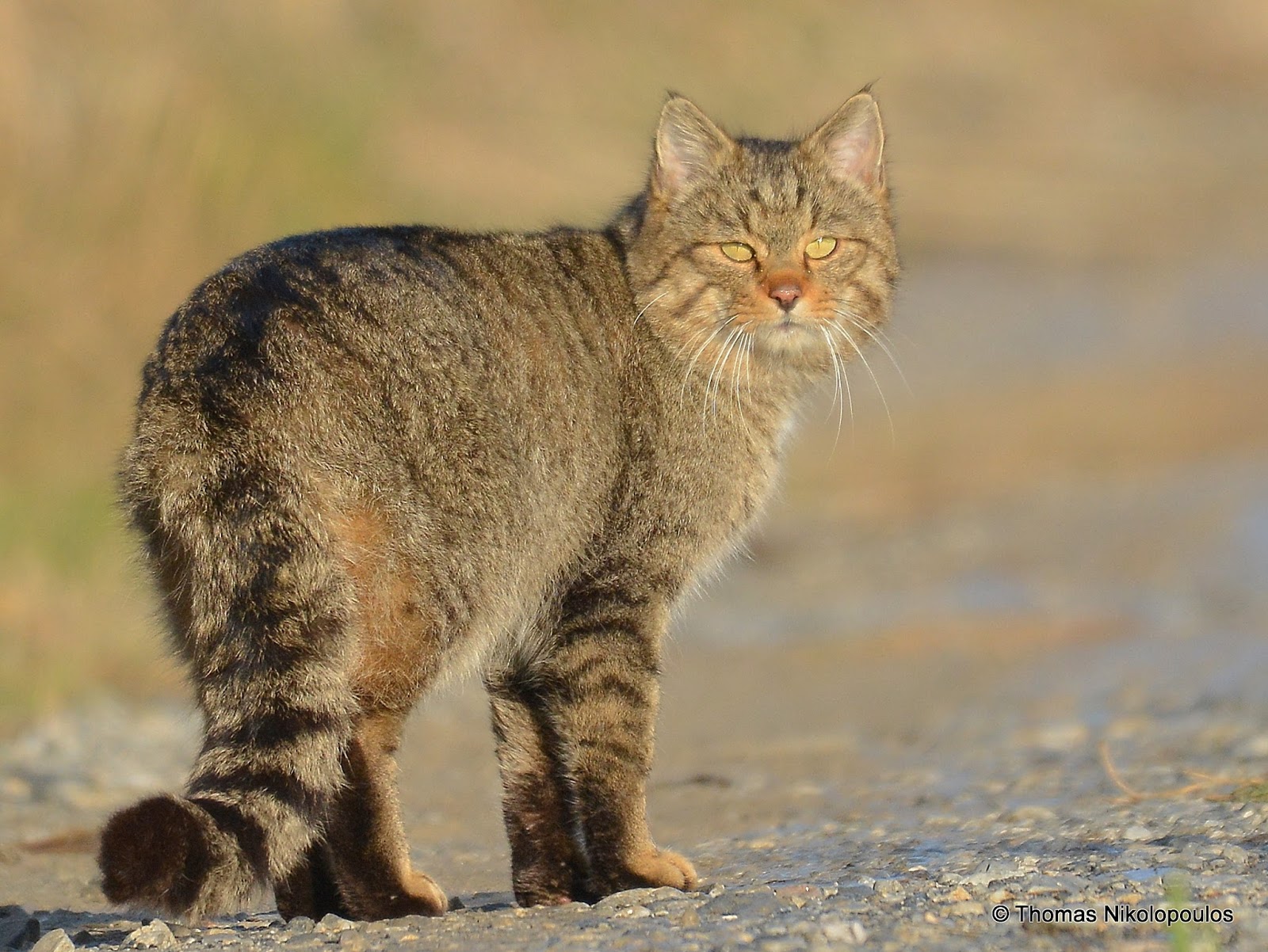 Thomas Nikolopoulos - Wildlife : Αγριόγατα (Felis silvestris)