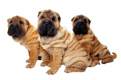 Cute Funny Animalz: Funny Shar Pei Dogs New Nice Images And Wallpapers 2013