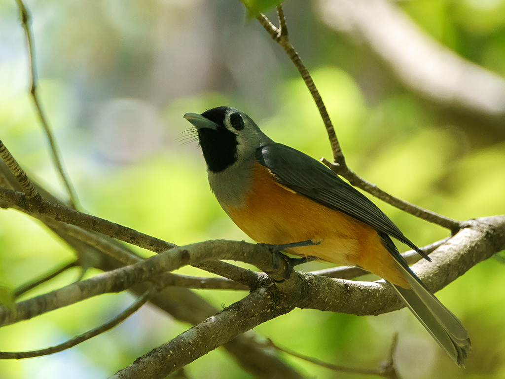 Variety of Life: Monarcha