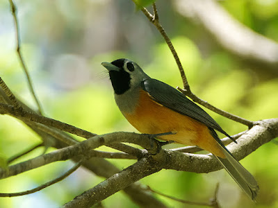 Variety of Life: Monarcha