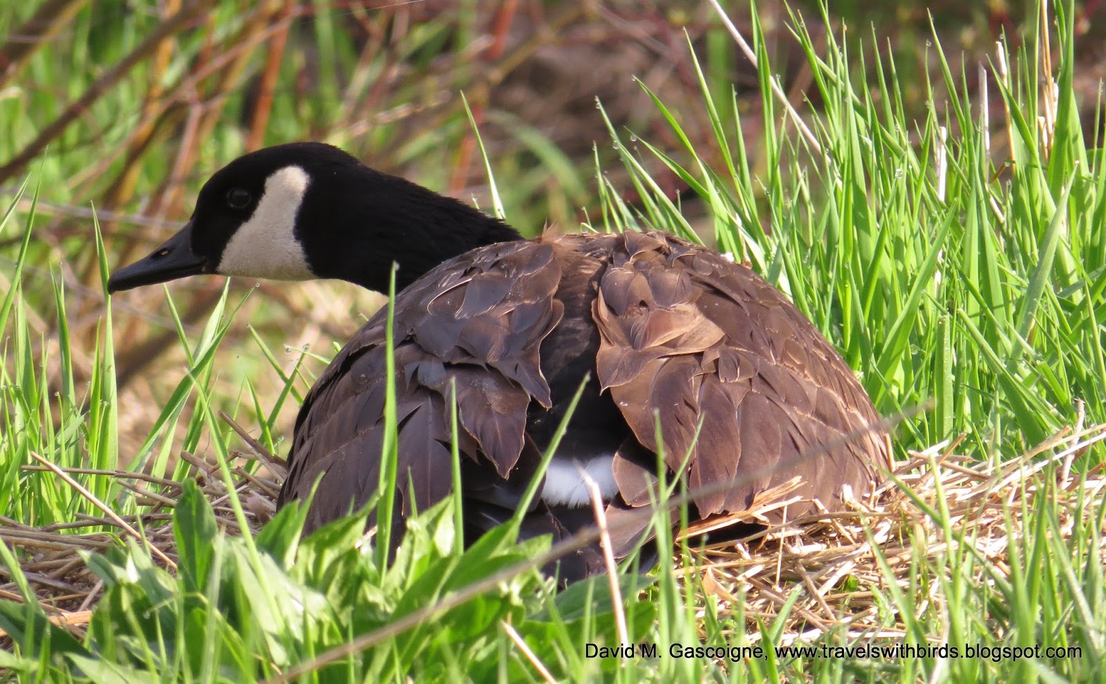 Woodlot at the University of Waterloo, Waterloo, ON - Travels With Birds