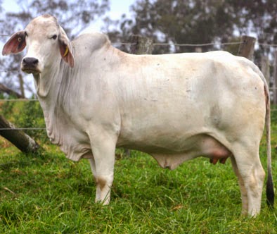 Sapi Brahman, Sapi Potong Fenomenal, [ KebunBudidaya ] | Budidaya
