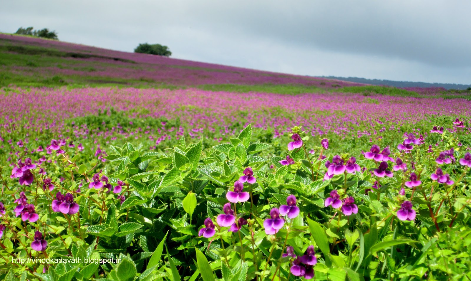 Kaas Plateau-Maharashtra's Valley of flowers