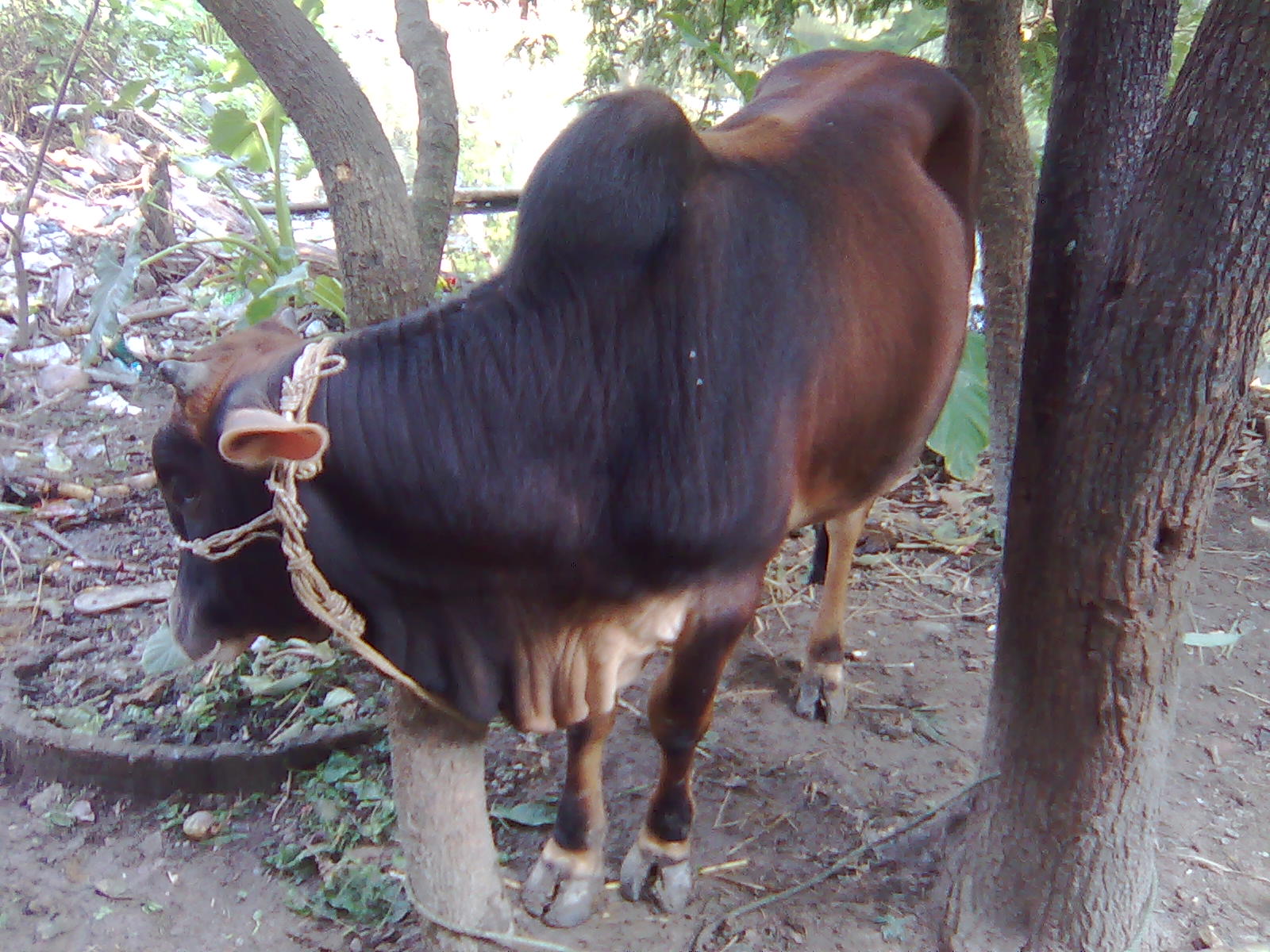 Our Education Info: HOW TO CUT A COW