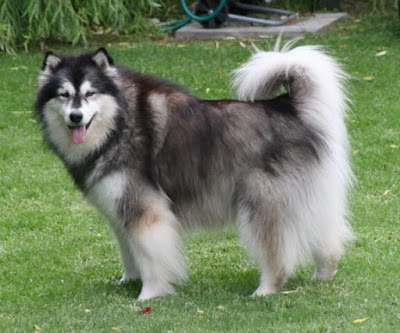 Alaskan Malamute - Breed Profile | Australian Dog Lover