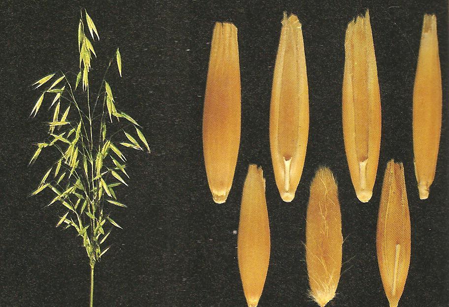 Huc & Gabet: Australian Oat Varieties: Identification of Plants ...