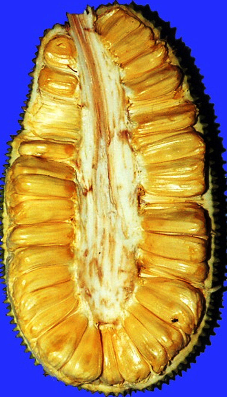 JACKFRUITS: Malaysian Jackfruits Variety