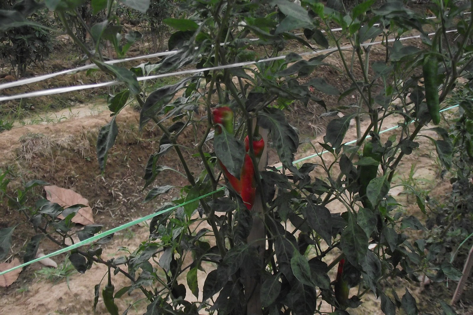 Baja Foliar Mekar Super Grow: TANAMAN CILI BESAR DI PAPAR