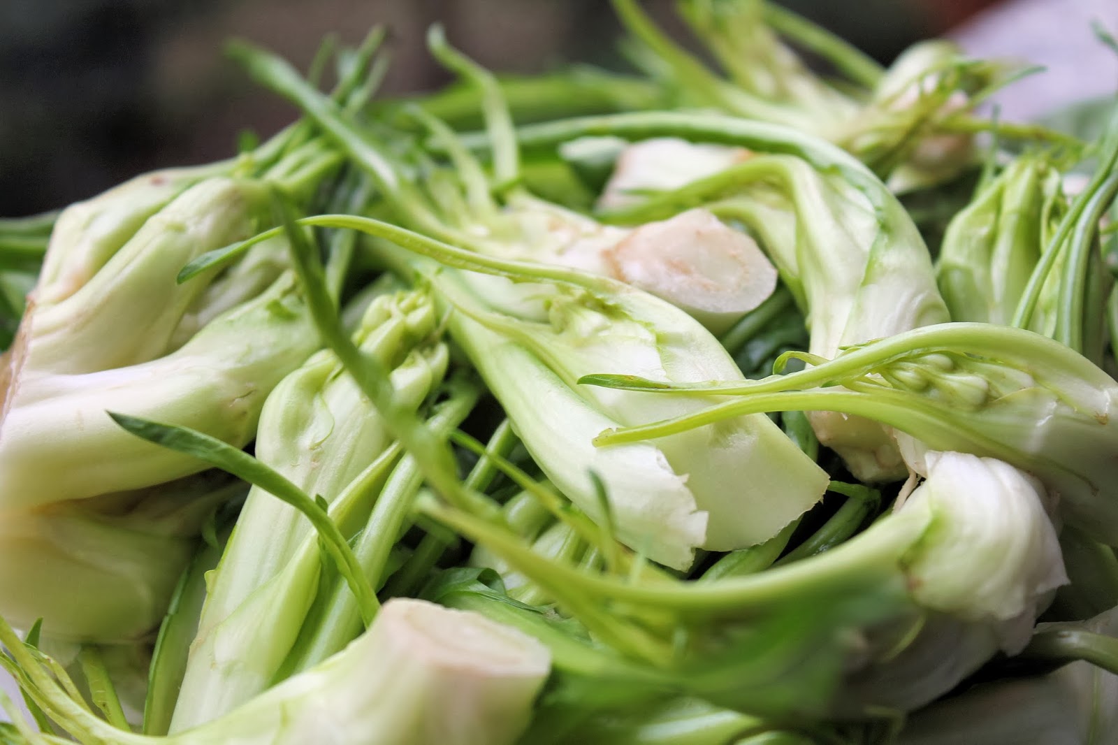 La Tavola Marche Recipe Box: Chicory Salad with Anchovy Dressing ...
