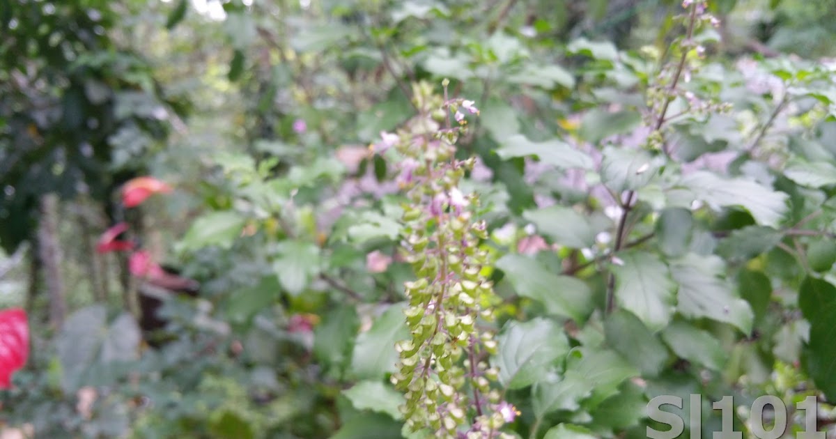 හීන් මදුරුතලා - තුල්සි - Heen Madhuruthala - Thulsi - Holy basil ...