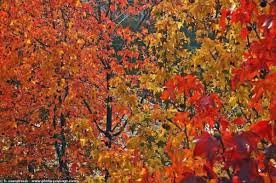 Hoosier Hospitality in Central and Southern Indiana!!!! : Top Ten Fall ...