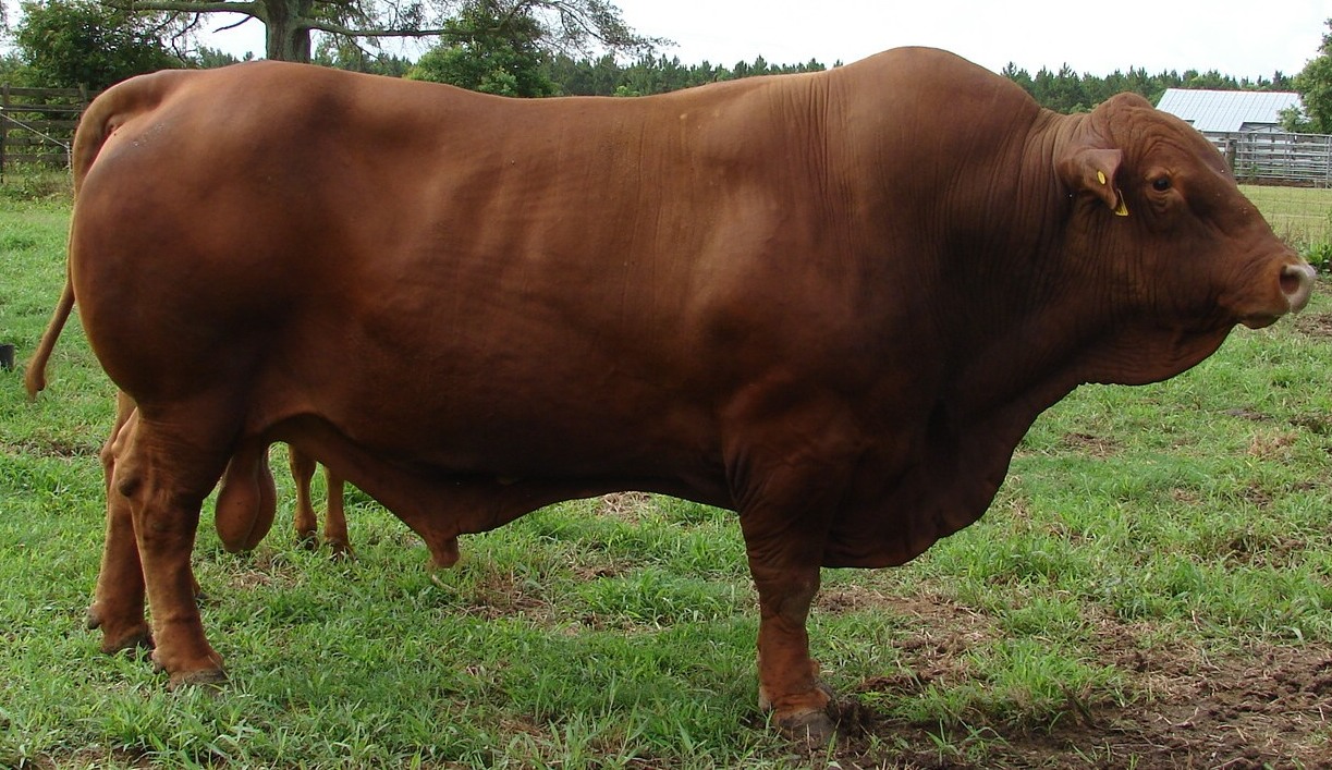 7 Hybrid animals that will blow your Mind - Afro9jaland