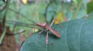 ചാഴി മുഞ്ഞ പുഴു പൂപ്പൽ ഇവ തടയാനുള്ള ജൈവ ഔഷധം - Adukkalathottam