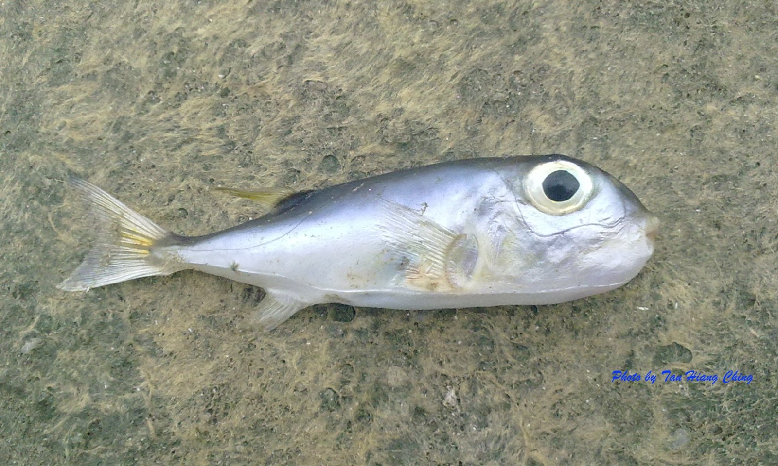 Fish and Fishing in Tanjung Leman: Puffer and non-edible fishes