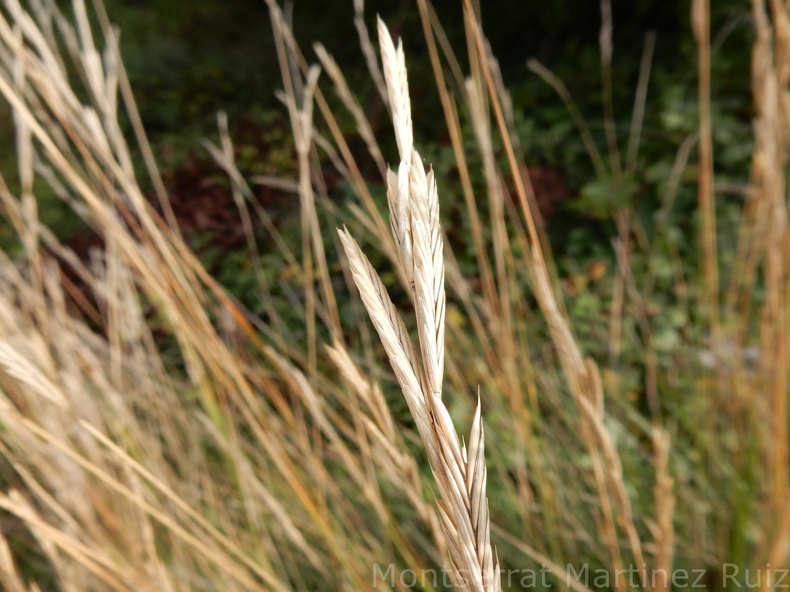 BROZA BASTA - BOTÀNIC SERRAT