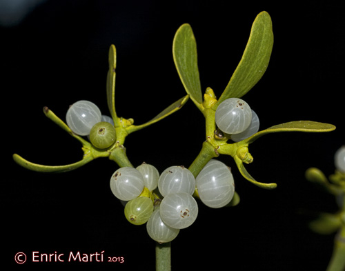 Viscaceae: Viscum album subsp album - Flores Silvestres del Mediterráneo
