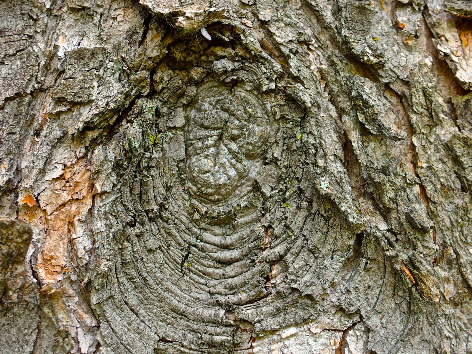 the golden fish: tree whorl