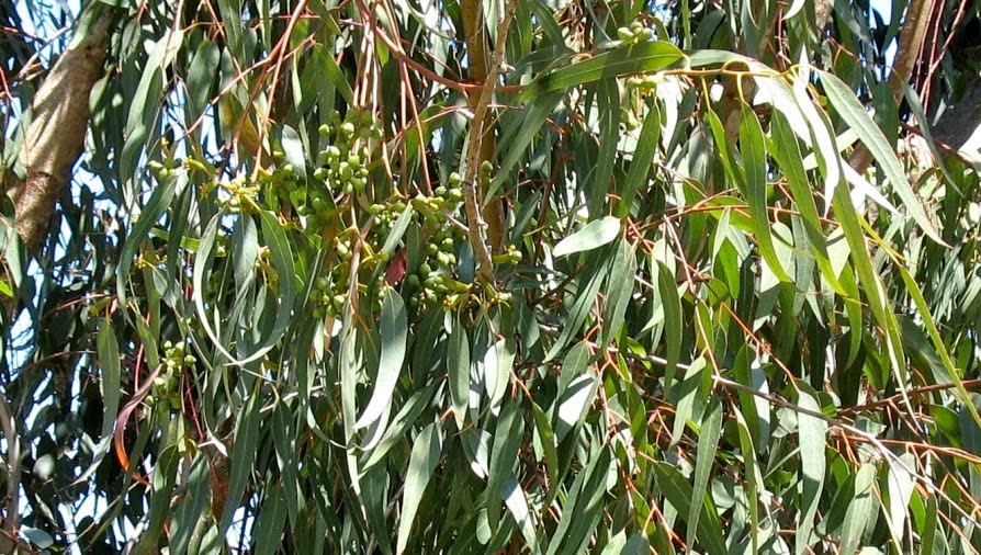 The Nature of My Memories: Peruvian pepper tree