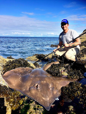 August 2015 Fish of the Month Entry - Shore Caught Skate!