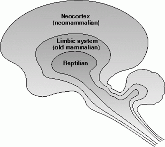 Penjelasan Mengenai Batang Otak atau Otak Reptil | Buah Jenius