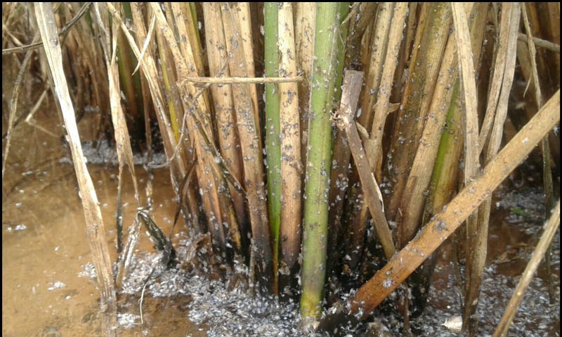 Daftar Ambang Ekonomi Intensitas Serangan Hama Pada Tanaman Padi