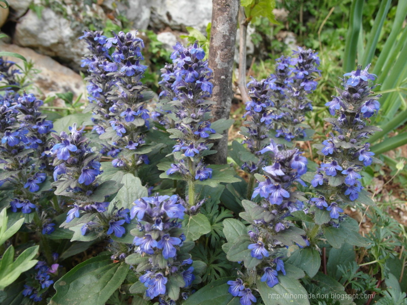 In nome dei fiori: Bugola: spighe di fiori indaco