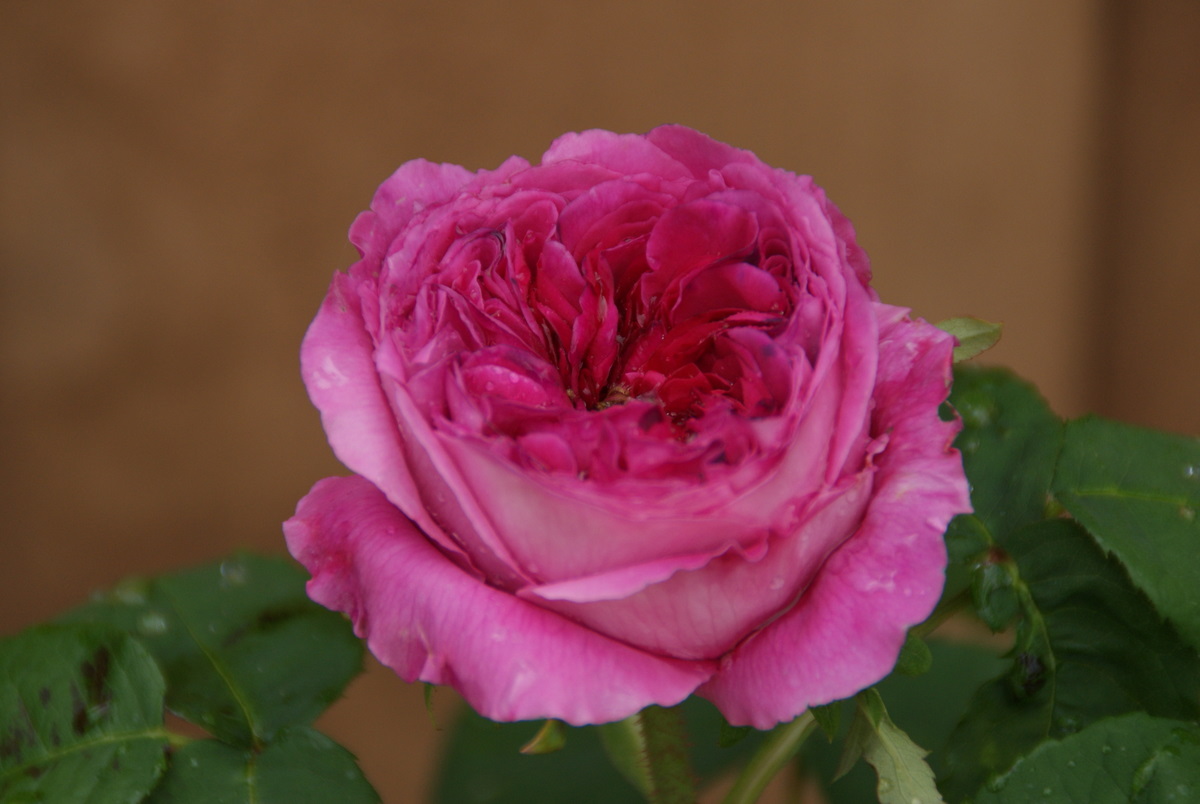 Organic Garden Dreams: April Roses