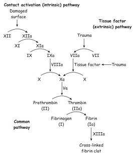 SRNA Daily Review: CLOTTING CASCADE & PLATELETS