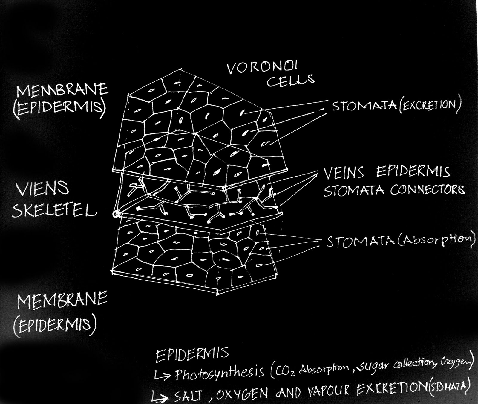 Architecture As Living Organism: leaf study voronoi cells structure