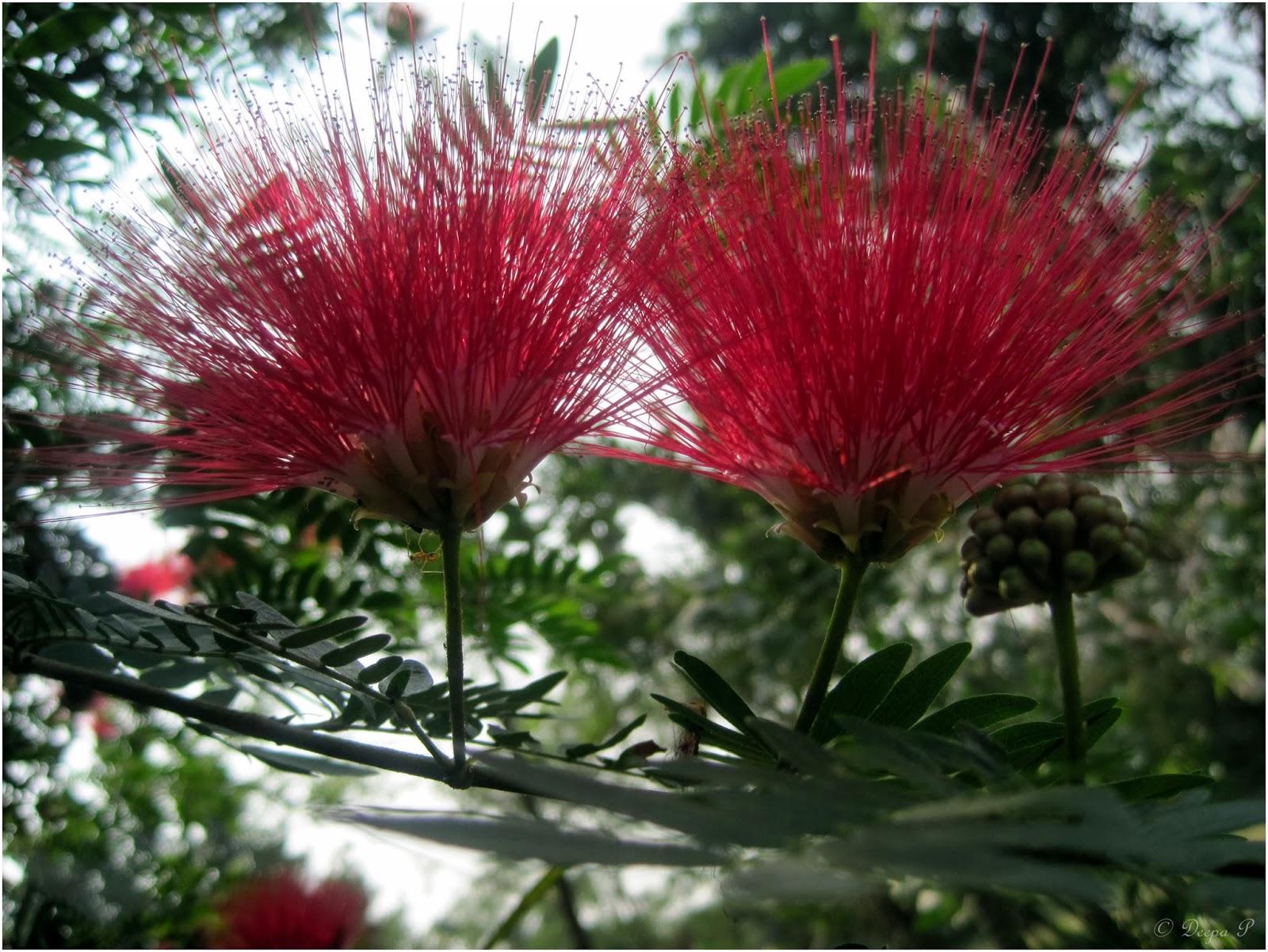 Red Powder Puff flower - Random Photography