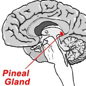 What is the pineal gland? | Facts About All