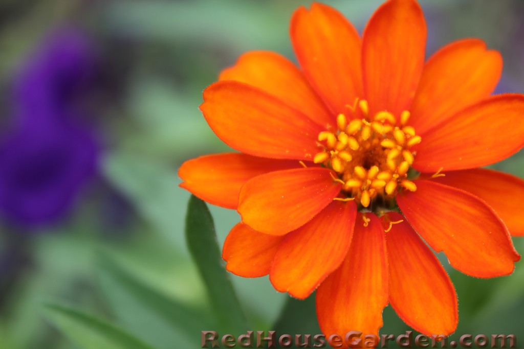 Red House Garden: Persistent Plant Awards