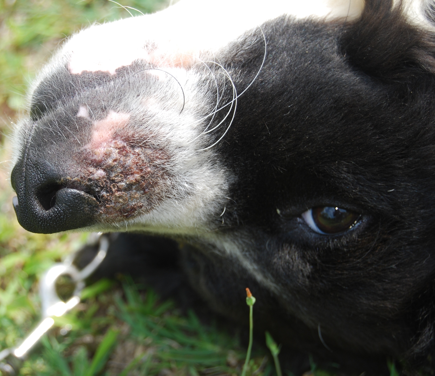 The Wigglebutt Diaries