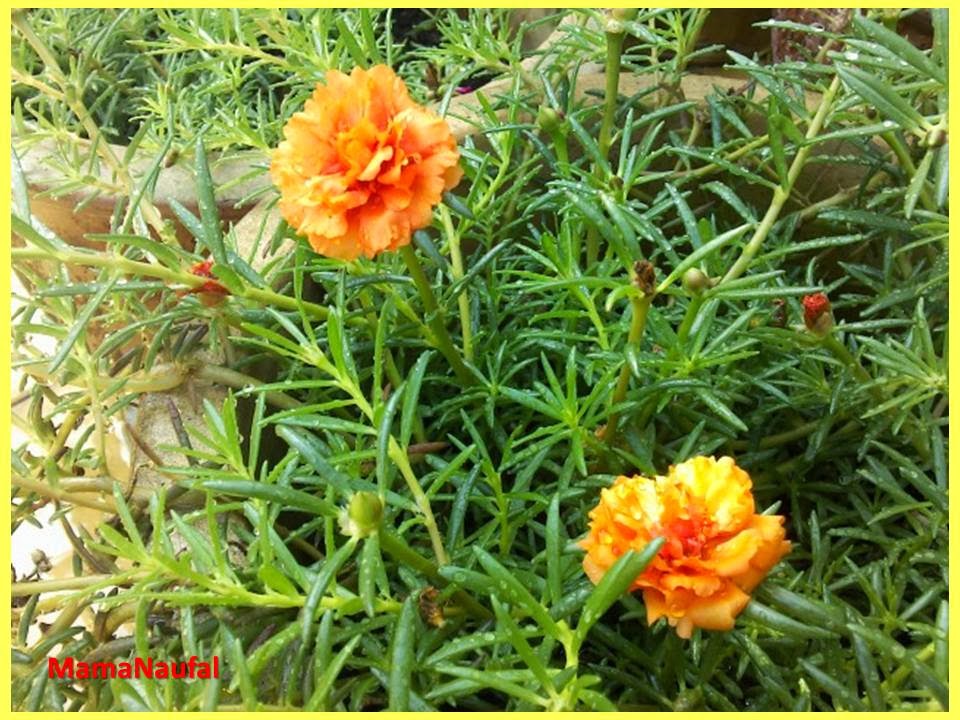 JOURNEY TO GREEN LIVING: Bunga Rose Jepun