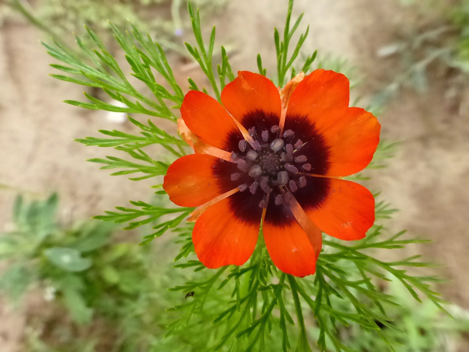 rocayflor: Adonis aestivalis y Adonis microcarpa