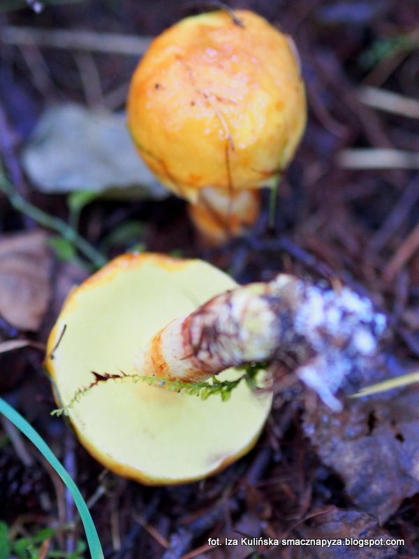 Grzyby gatunkami. Maślak żółty, modrzewiowy | Smaczna Pyza