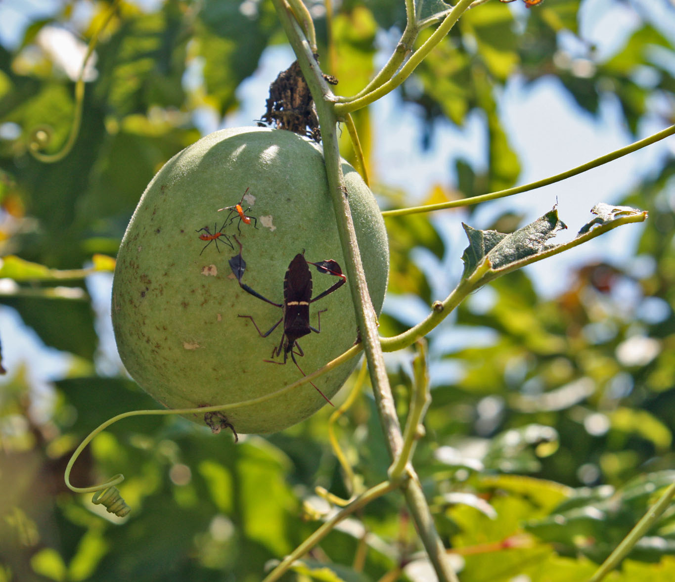 Southern Lagniappe: Fencerows and Wildflowers