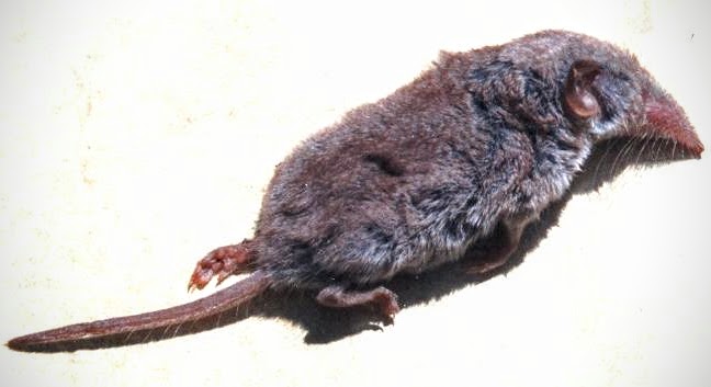 Taxonomía Chordata: Clase Mammalia Orden Proboscidea, Rodentia. Sirenia ...