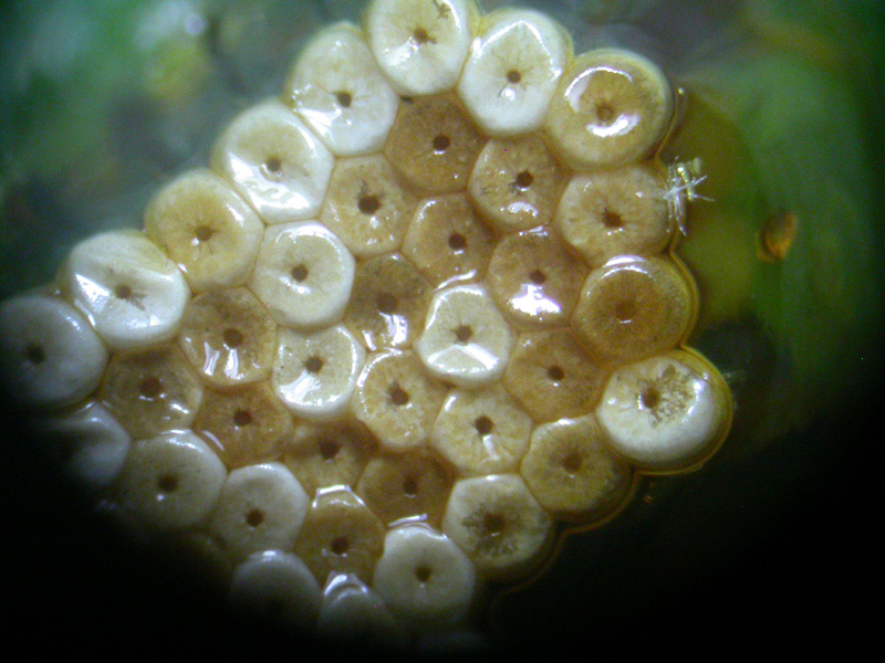 Squirrel's View: Zelus egg cluster