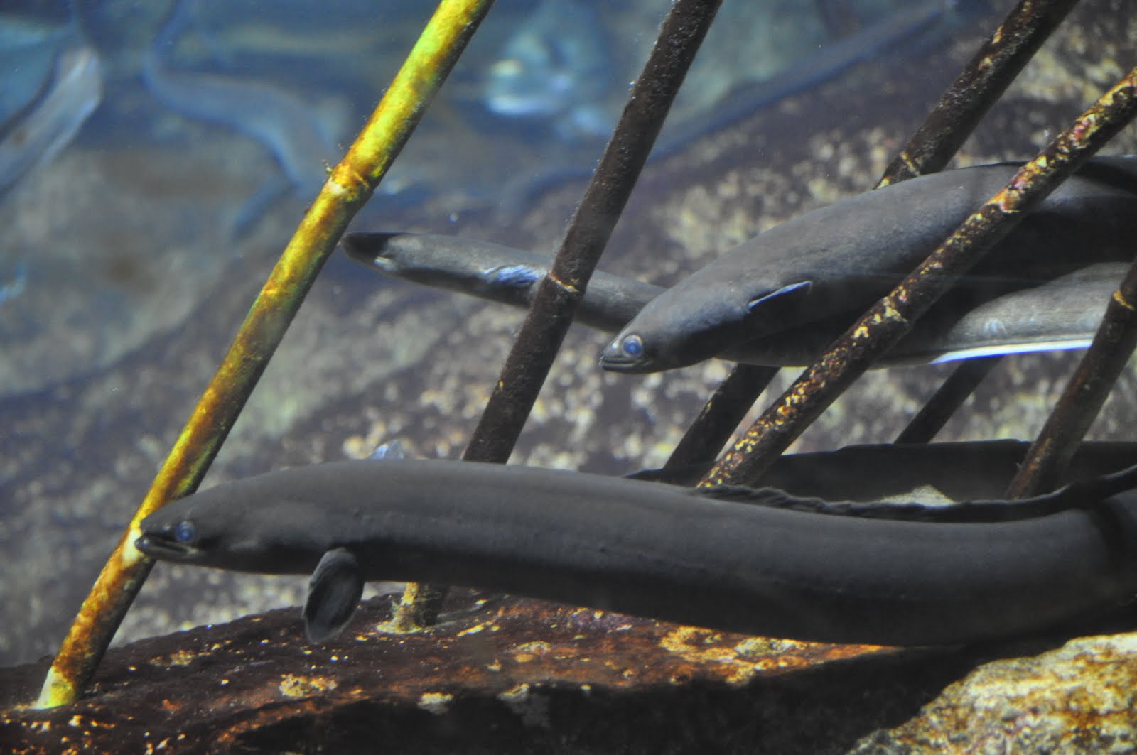 ZOOTOGRAFIANDO (5.836 ANIMALS): ANGUILA COMÚN / EUROPEAN EEL (Anguilla ...