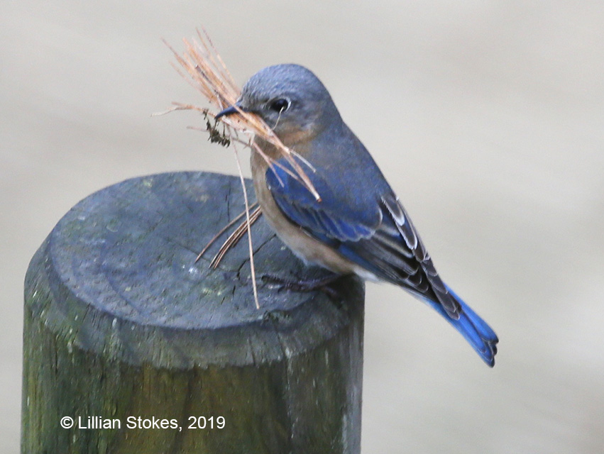 STOKES BIRDING BLOG: Attract Nesting Eastern Bluebirds!