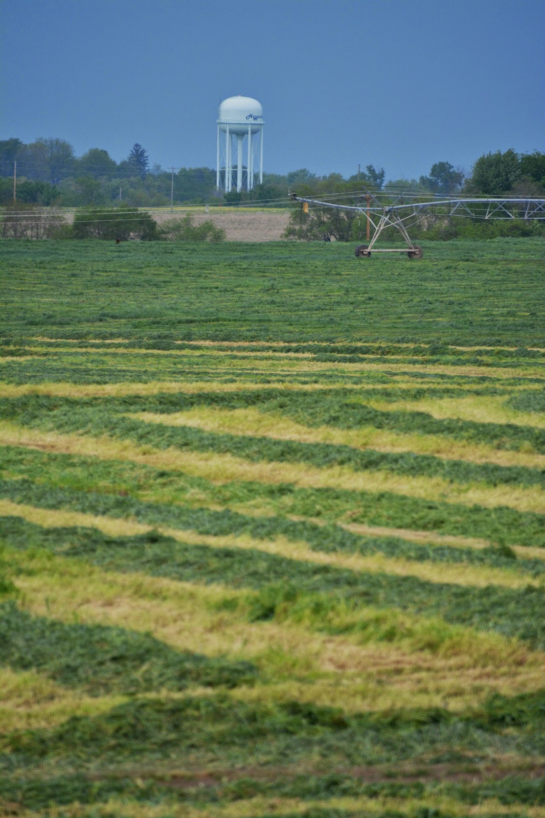 Little House on the Dairy: rye silage