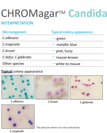 CHROMagar Candida Medium - Tira o Jaleco