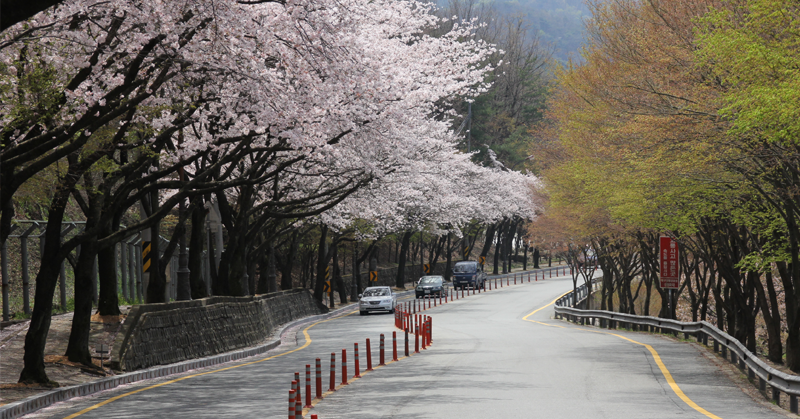 DAEGU Tourism Official Blog