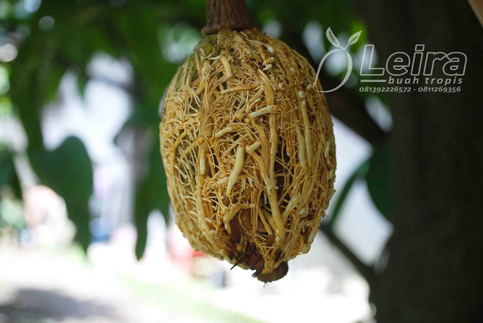 GADIS PETANI: Tips Mencangkok Tanaman Buah