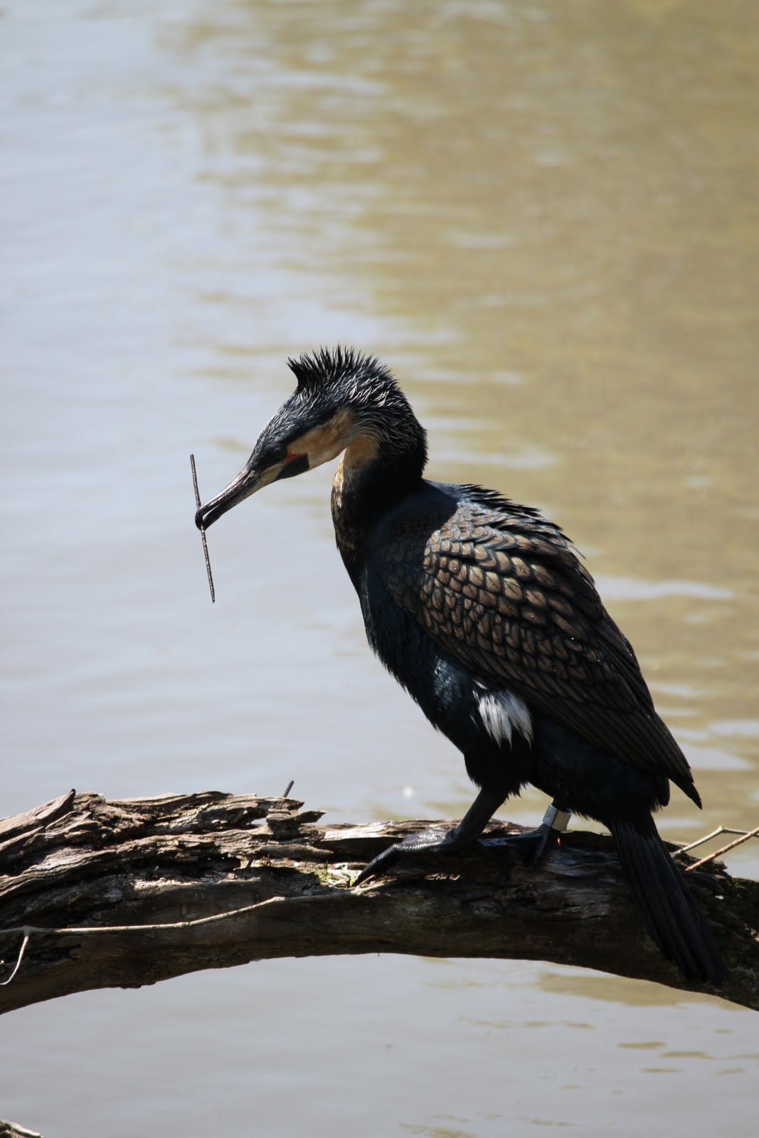 The Robertson Family: New Orleans Zoo