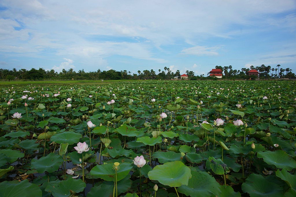 Photo of the week: Lotus farming in Cambodia