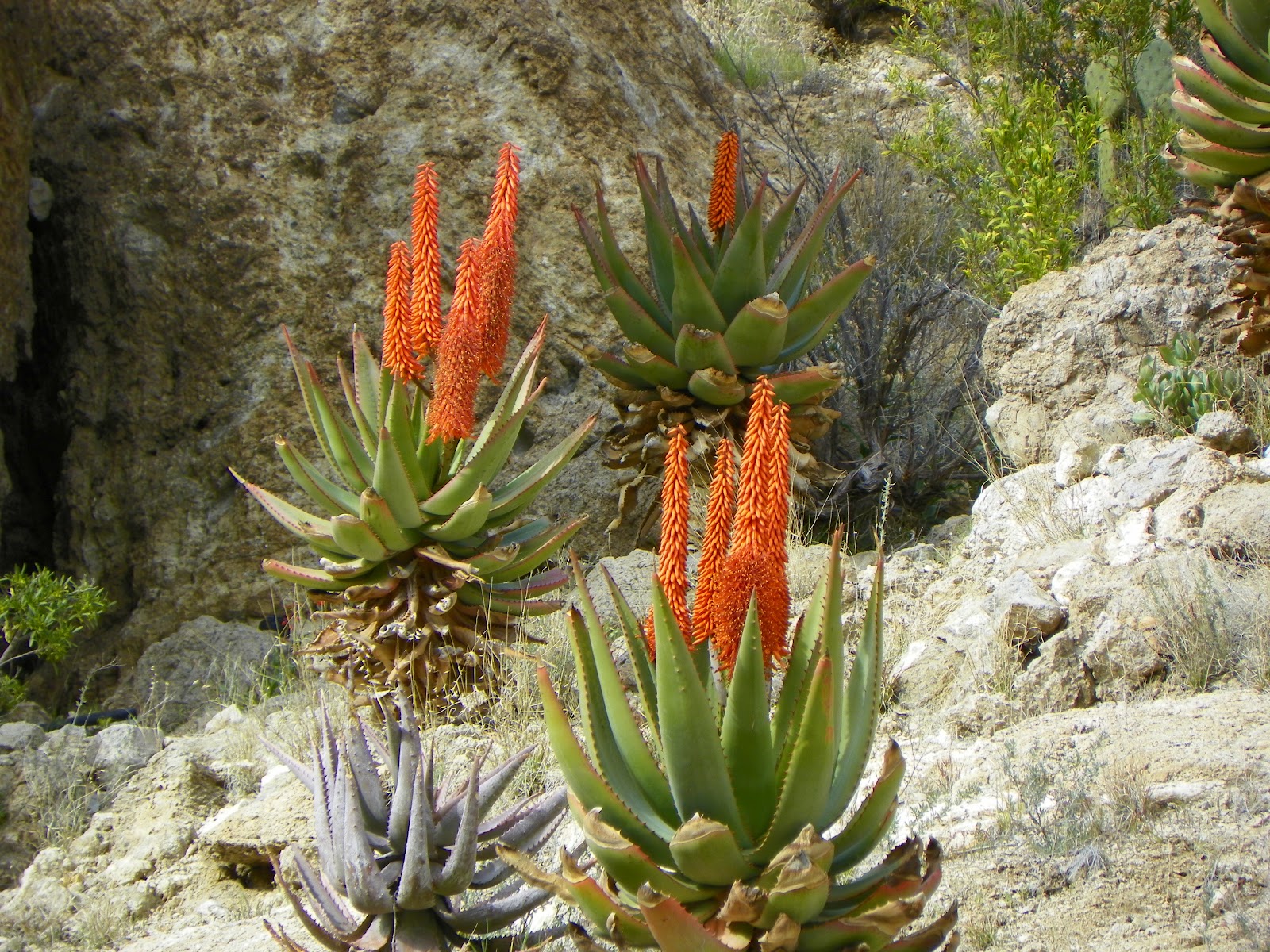ON THE ROAD: Rock Shadows RV Park-Apache Junction,AZ