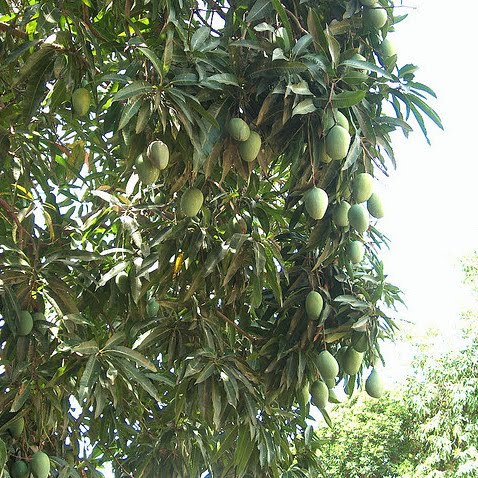 FANTASTIC FLOOR: Fantastic Floor Presents: Mango Wood